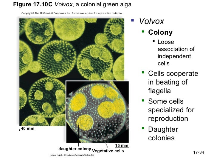 Volvox Daughter Colony Vegetative Cells