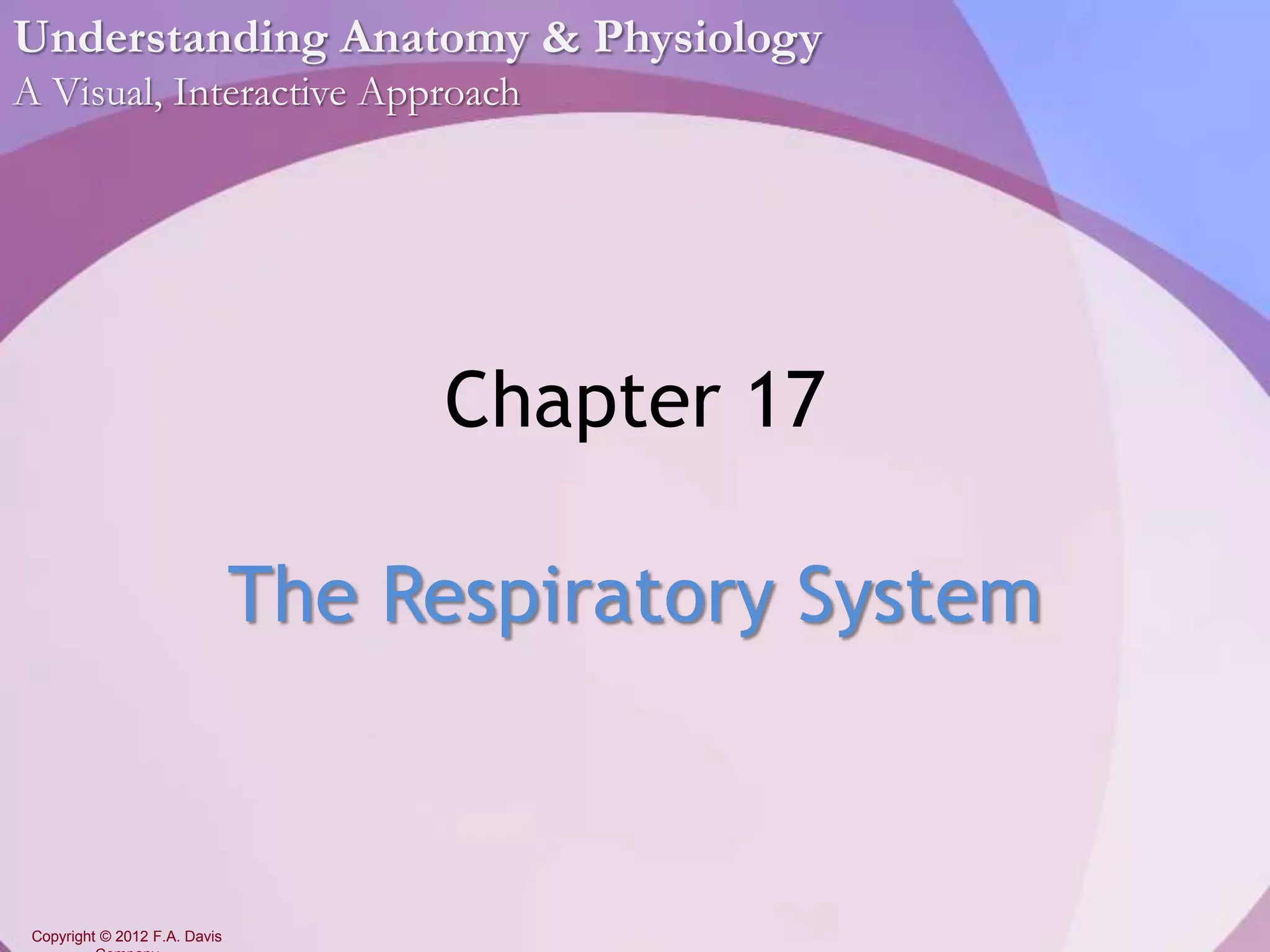 Chapter17 - Respiratory System | PPT