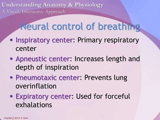 Chapter17 - Respiratory System | PPT