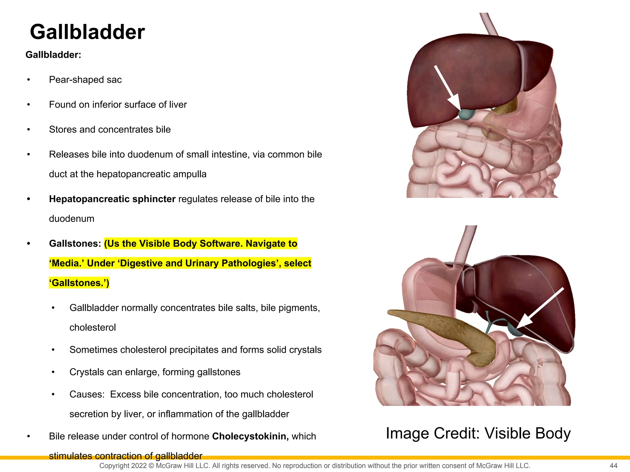 General Characteristics of the Digestive System | PDF
