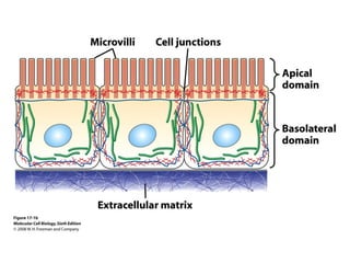 Molecular Cell Biology Lodish 6th.ppt - Chapter 17 cell organization ...