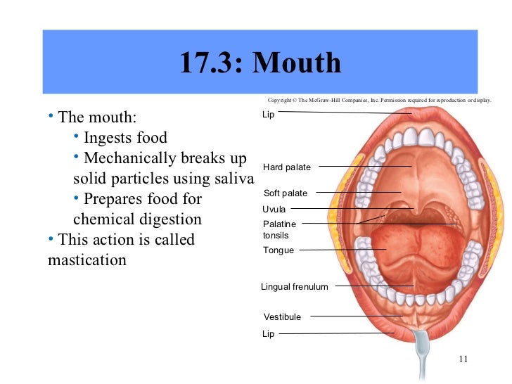 Chapter 17 Digestive System
