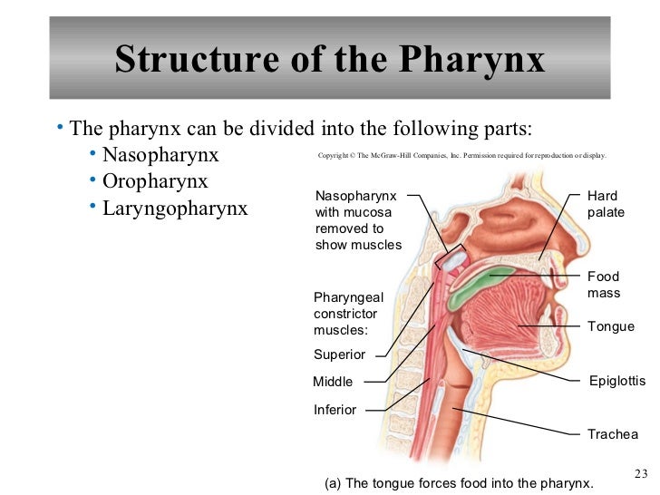 Pharynx Definition Anatomy Functions And Diagram