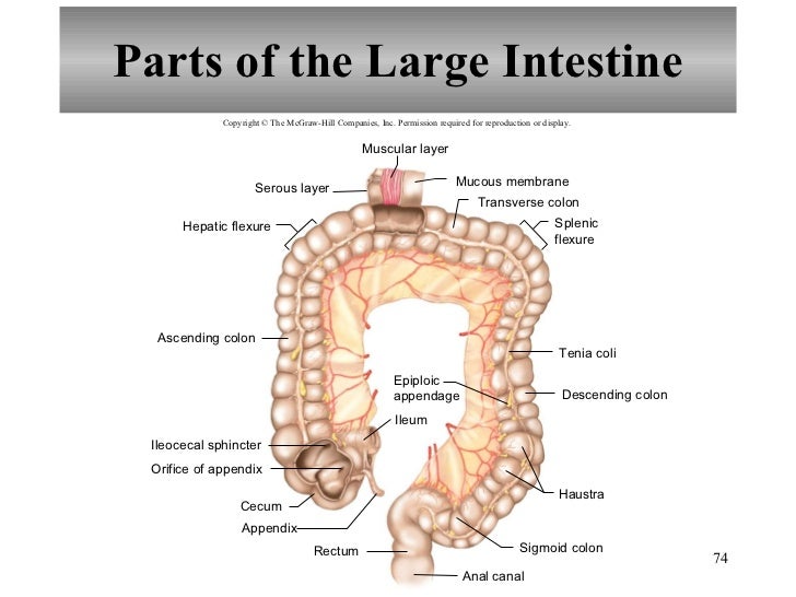 Chapter 17 Digestive System