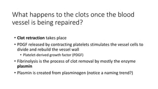Chapter 17 blood q and q part 2 | PPTX