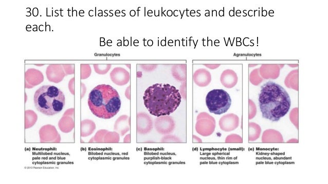 Chapter 17 blood q and q part 2