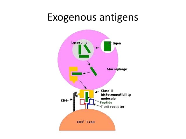 Chapter 17 immunotherapy | PPTX