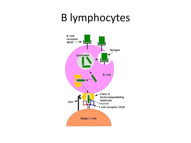 Chapter 17 immunotherapy | PPTX