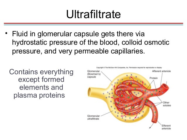 Chapter 17 lecture-1