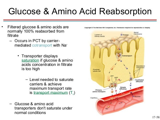 Chapter 17 lecture-1