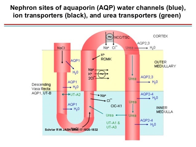 Chapter 17 lecture-1