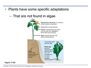 Chapter17 Plants | PPT