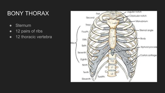 Chapter 17 _ Pleura, Chest Wall, Diaphragm, and Miscellaneous Chest ...