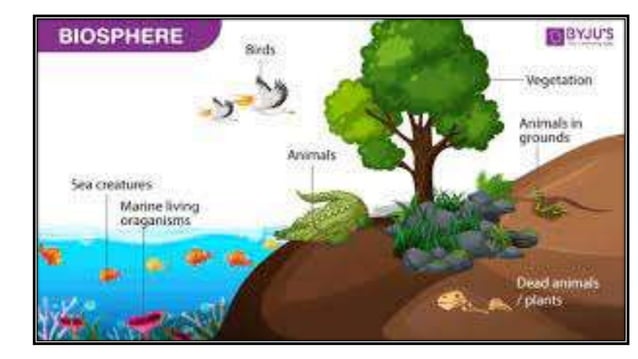 Chapter 17 the realms of the earth | PPTX | Geography | Science