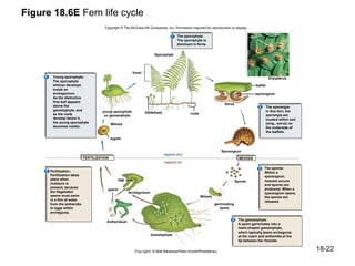Fern Life Cycle Mcgraw Hill
