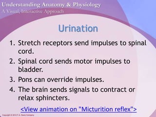Chapter18 - Urinary System | PPT