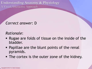 Chapter18 - Urinary System | PPT