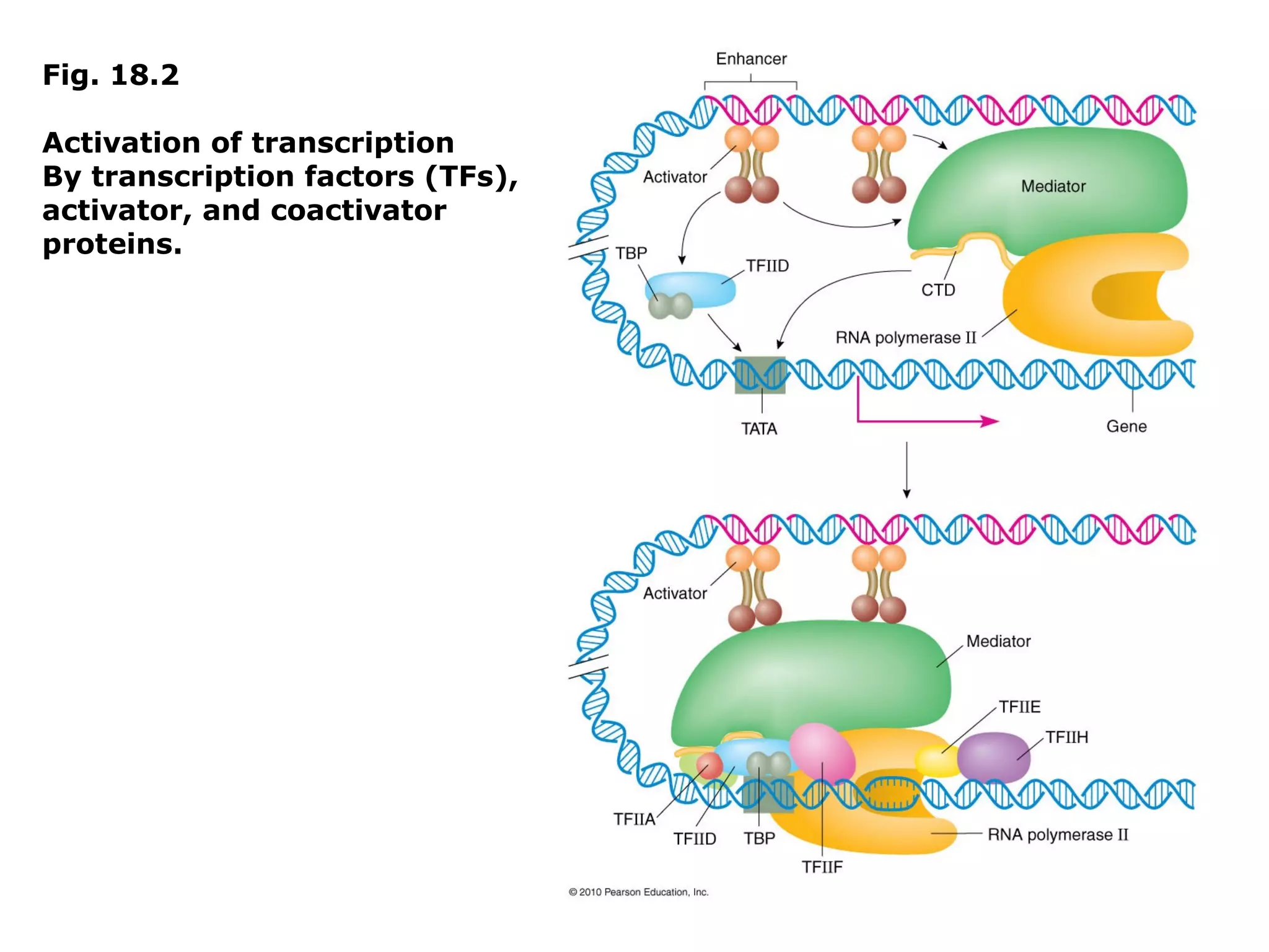 Regulation of gene regulation in Eukaryotes | PPT