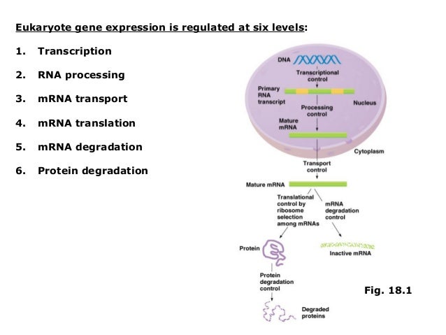 Regulation of gene regulation in Eukaryotes