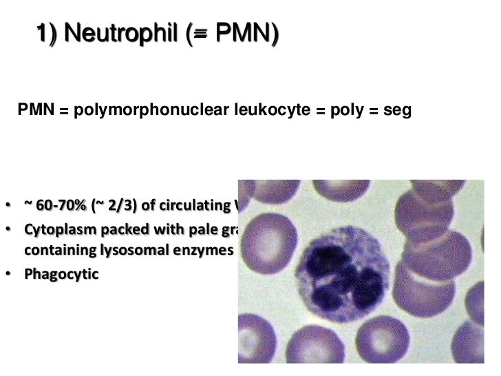 Chapter18 bloodmarieb