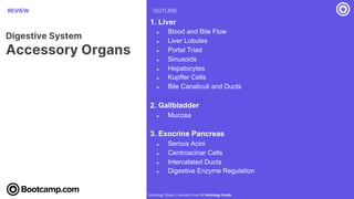Chapter 18 Digestive Accessory Organs Student Version atf.pdf