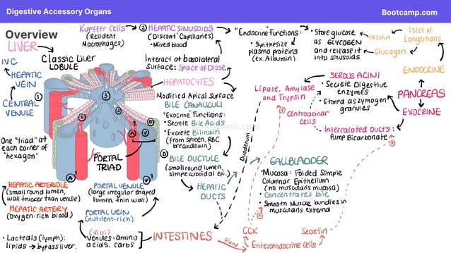 Chapter 18 Digestive Accessory Organs Student Version atf.pdf