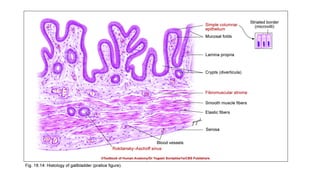 Extrahepatic Biliary Apparatus for medical students.pptx