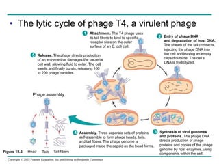 chapter18_genetics_of_viruses_and_bacteria.ppt