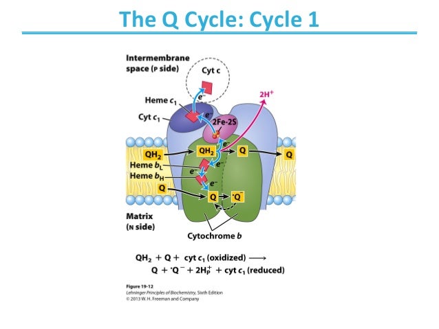 Chapter19 160419084945