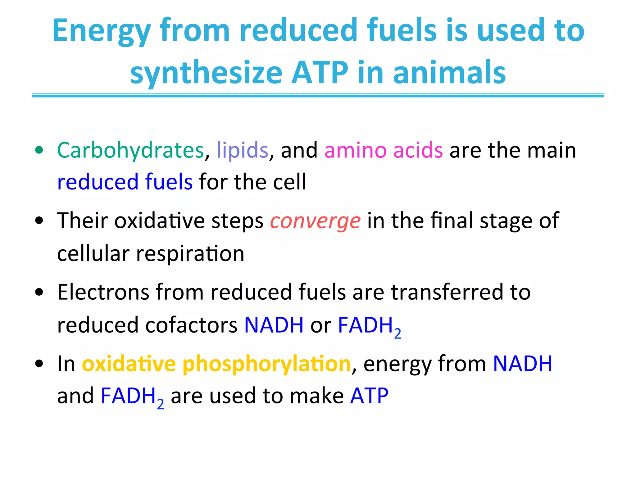 Chapter 19 - Oxidative Phosphorylation and Photophosphorylation ...