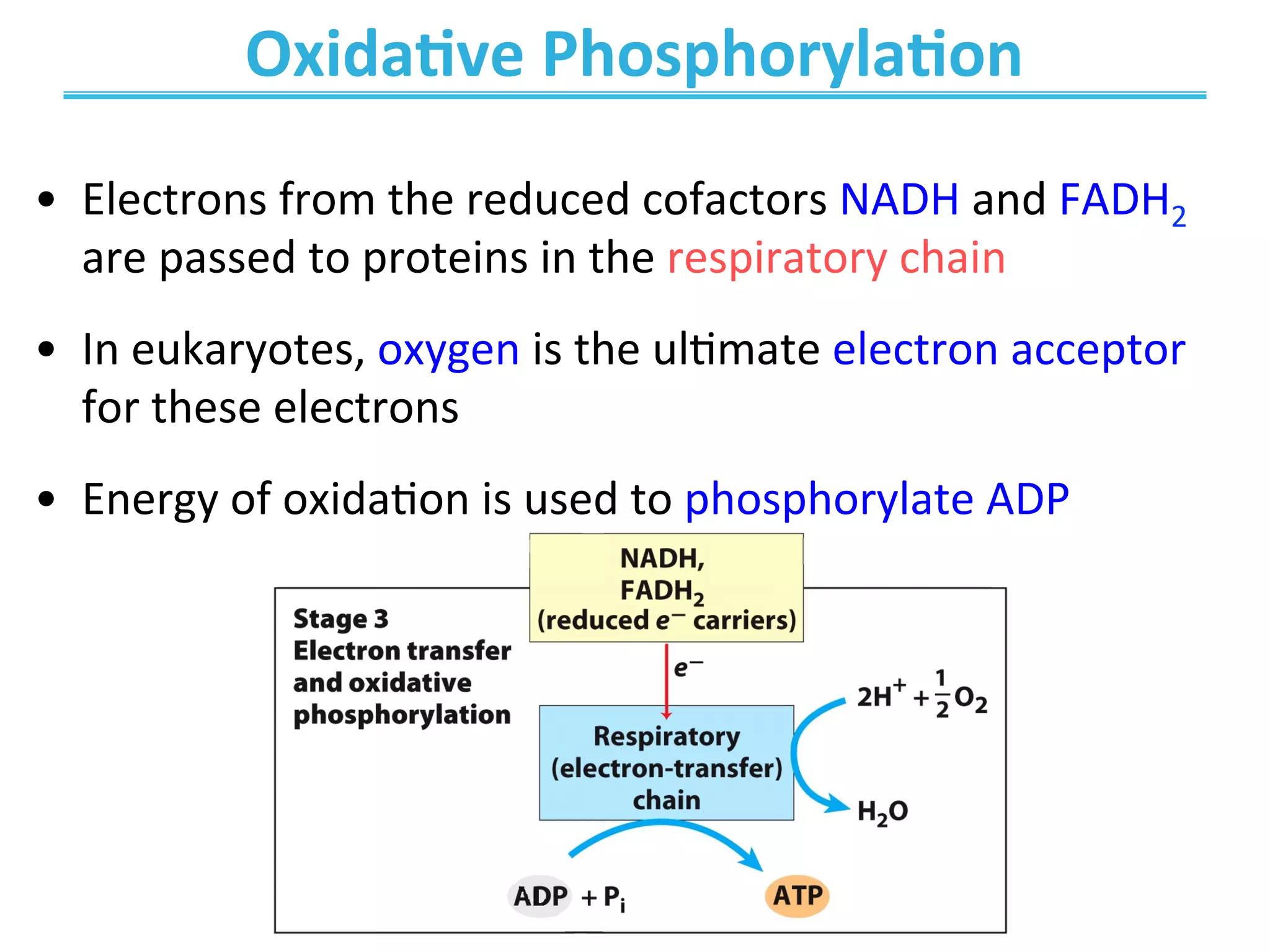 Chapter 19 - Oxidative Phosphorylation and Photophosphorylation ...