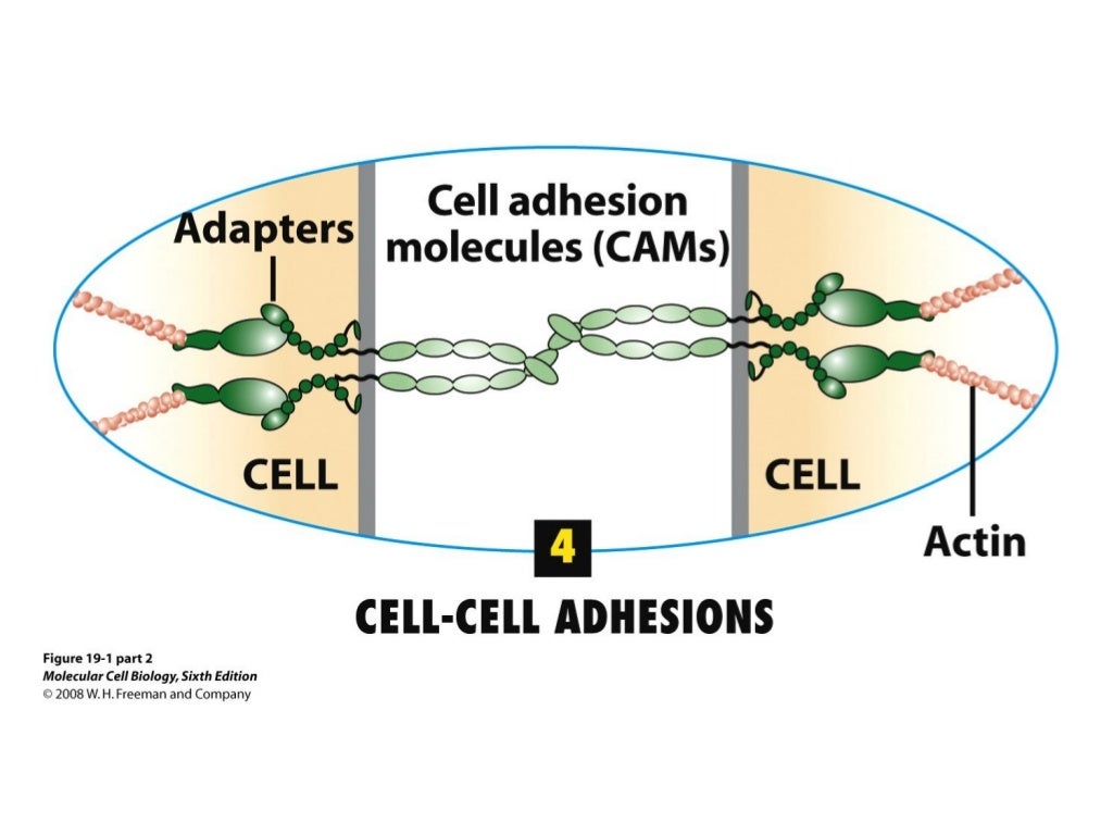 Molecular Cell Biology Lodish 6th.ppt - Chapter 19 integrating cell… Molecular Cell Biology Lodish 6th.ppt - Chapter 19 integrating cell…