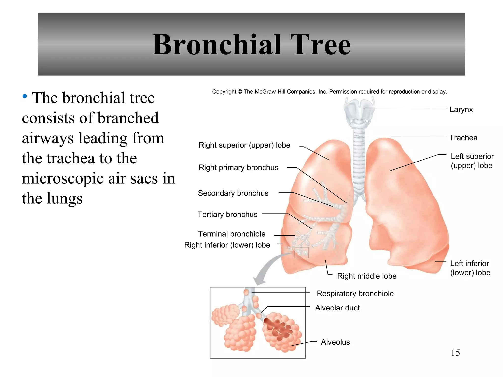 Chapter 19 Respiratory System | PPT