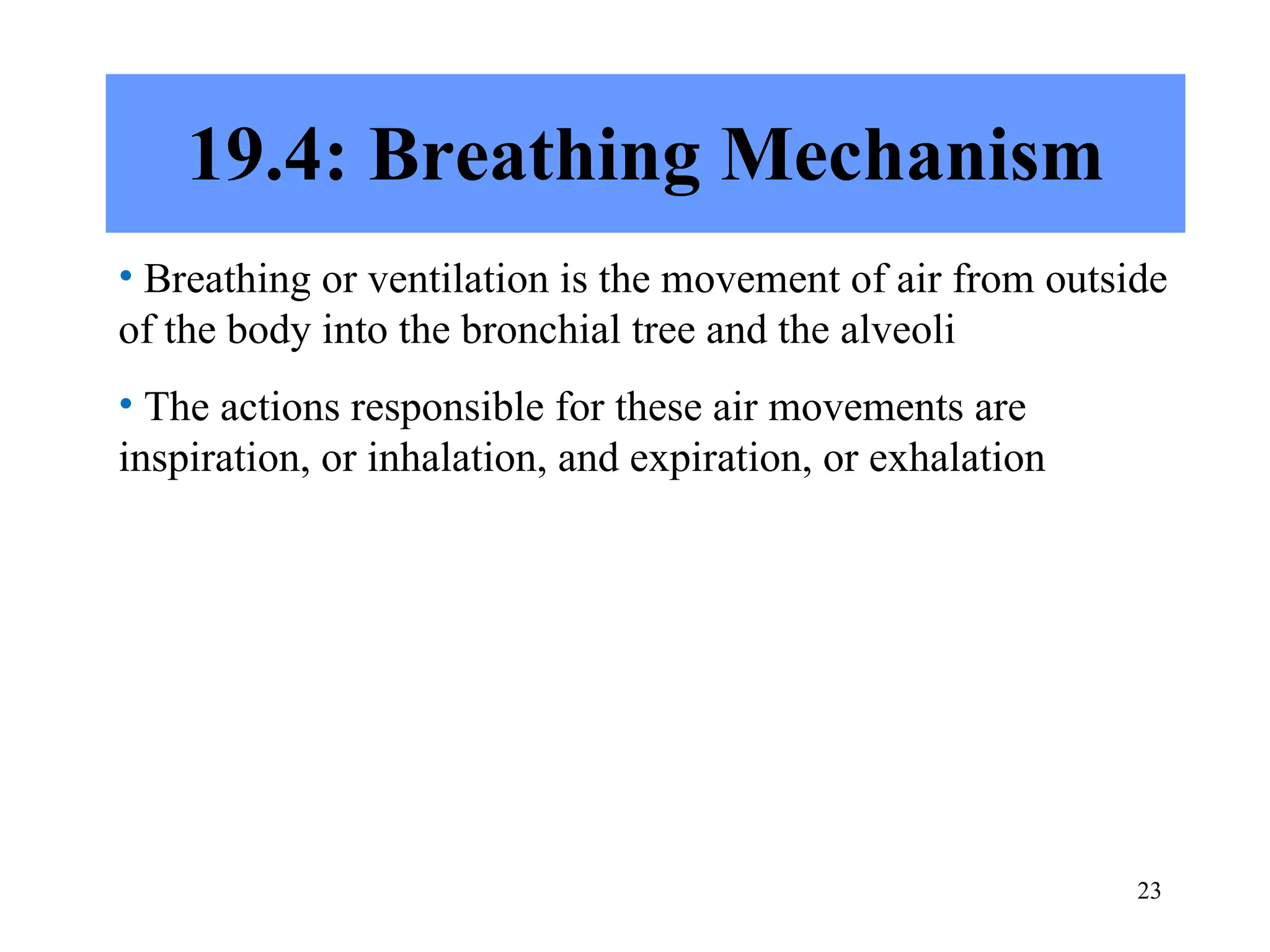 Chapter 19 Respiratory System | PPT