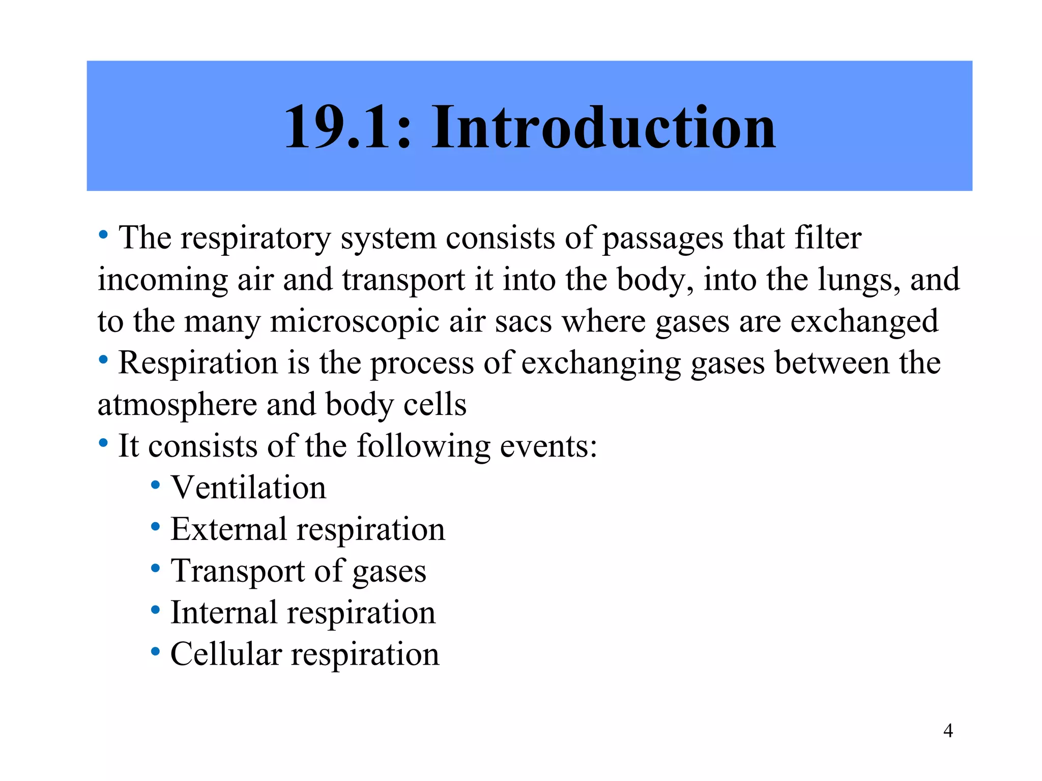 Chapter 19 Respiratory System | PPT