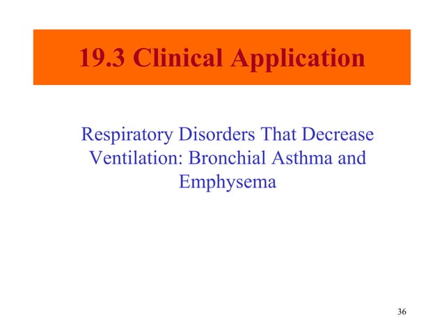 Chapter 19 Respiratory System | PPT