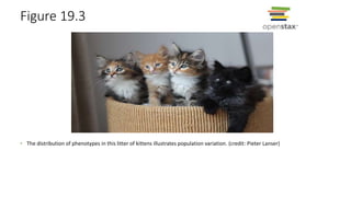 Chapter 19 presentation | PPT