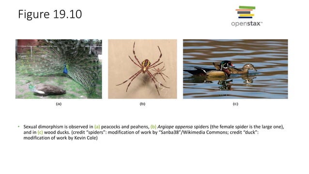 Chapter 19 presentation | PPT