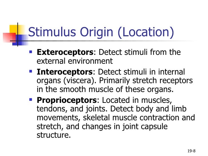 Exteroceptors Examples A) Ch. 17 Sensory Receptors & Classification Of
