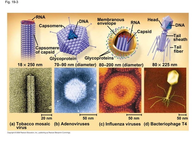 AP Biology Virus Structure | PPT