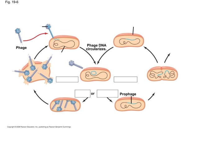 AP Biology Virus Structure | PPT