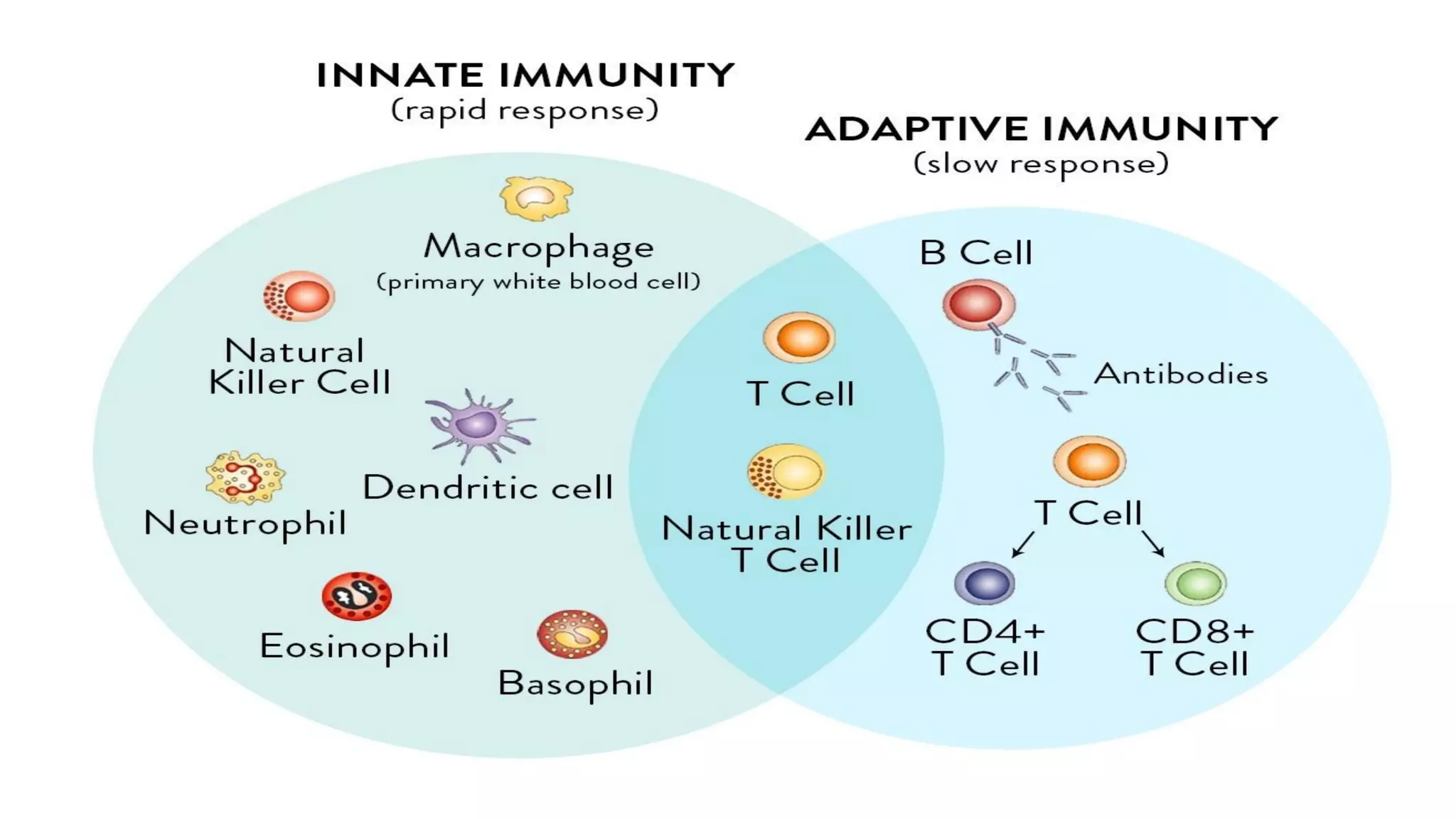 Chapter 1 The Basic Immunology | PPT