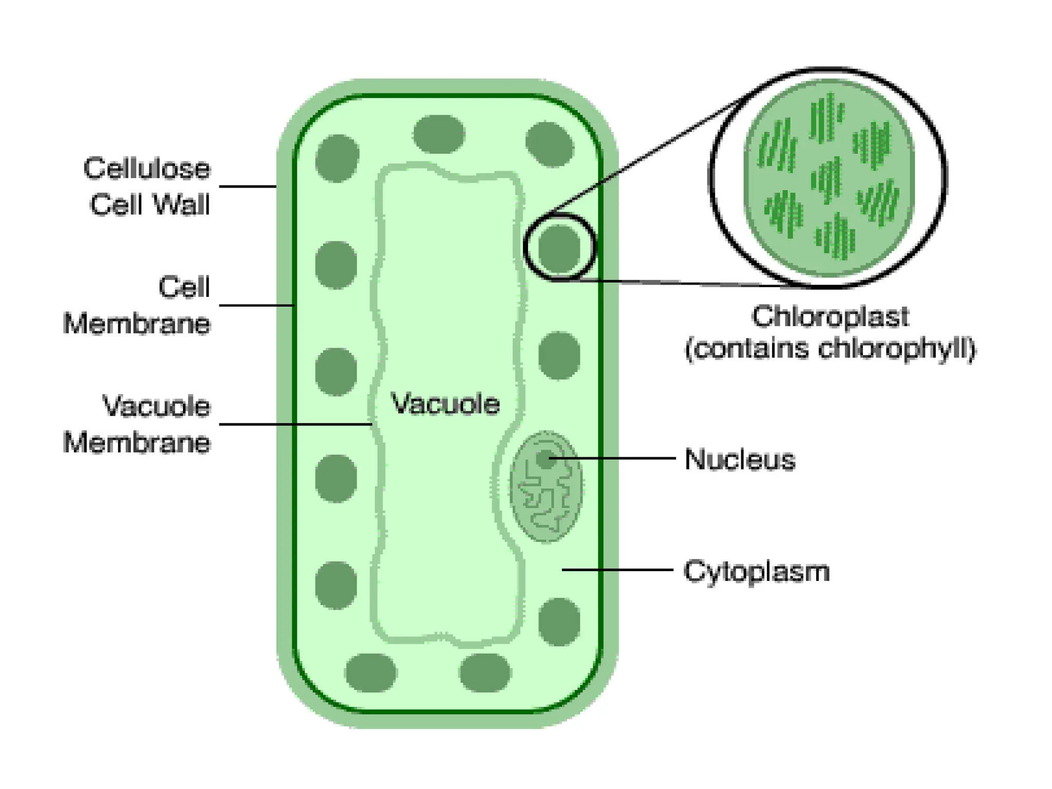 chapter1 bio class 10 ppt for bio .pptx