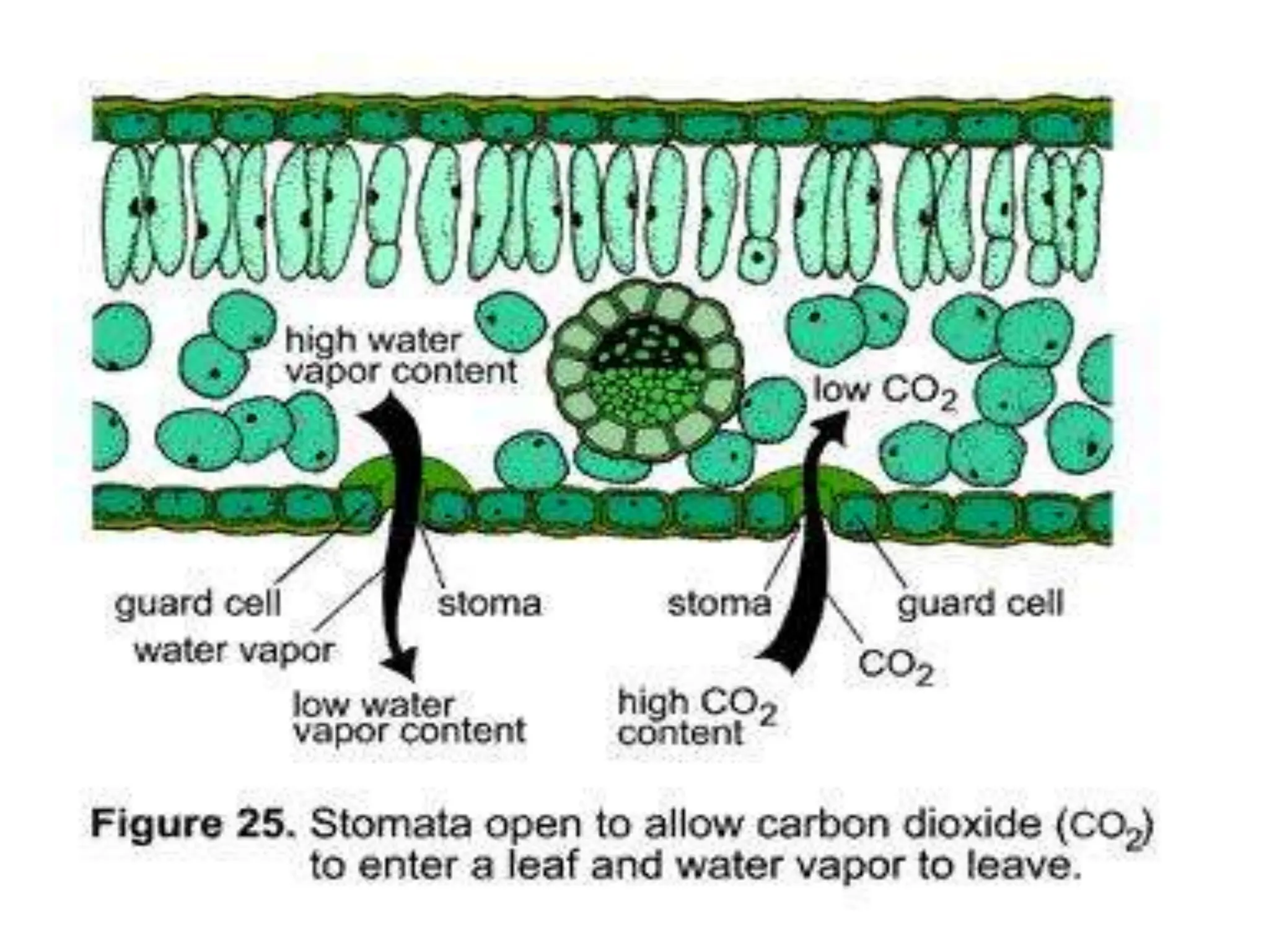 chapter1 bio class 10 ppt for bio .pptx