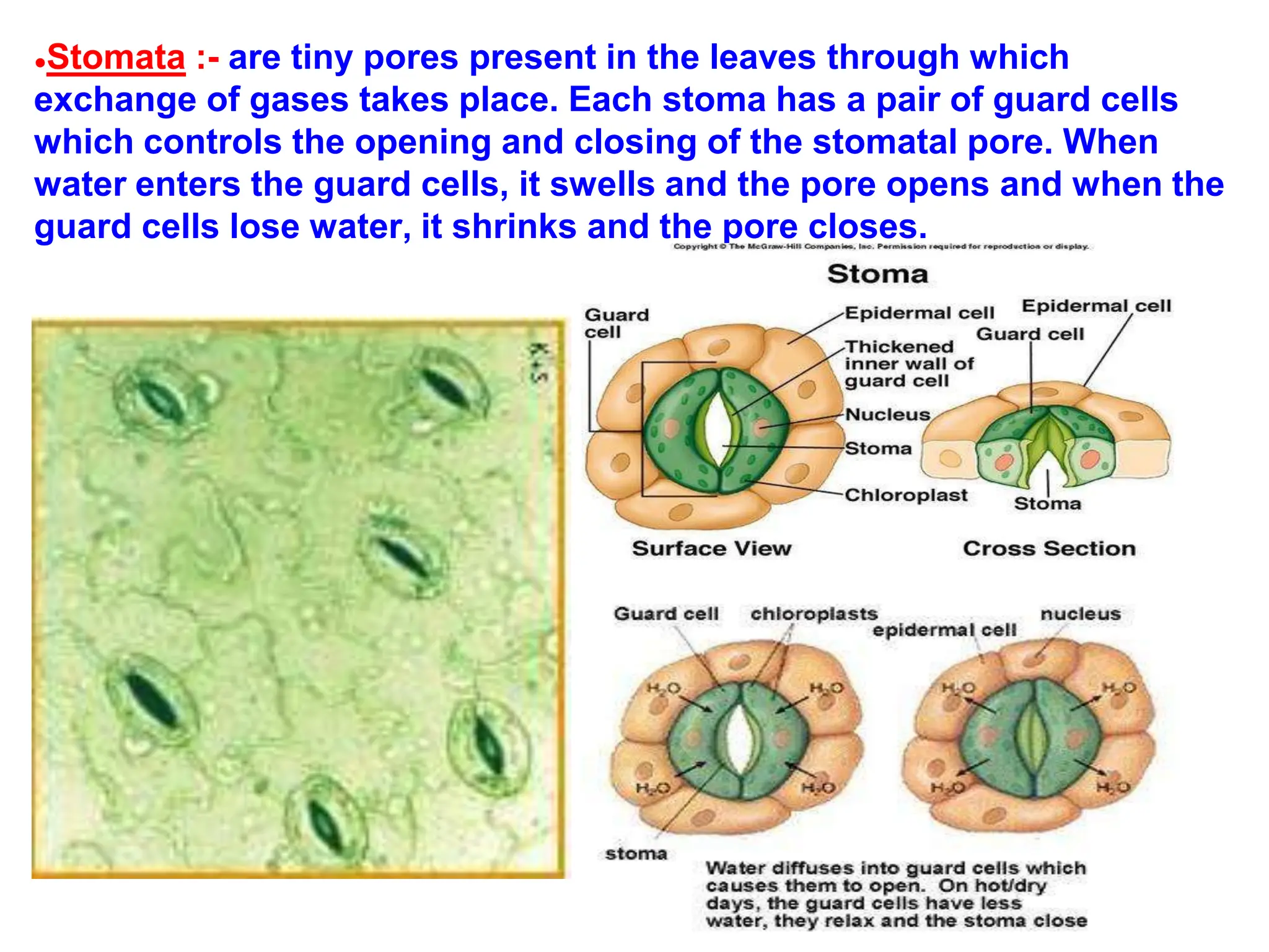 chapter1 bio class 10 ppt for bio .pptx