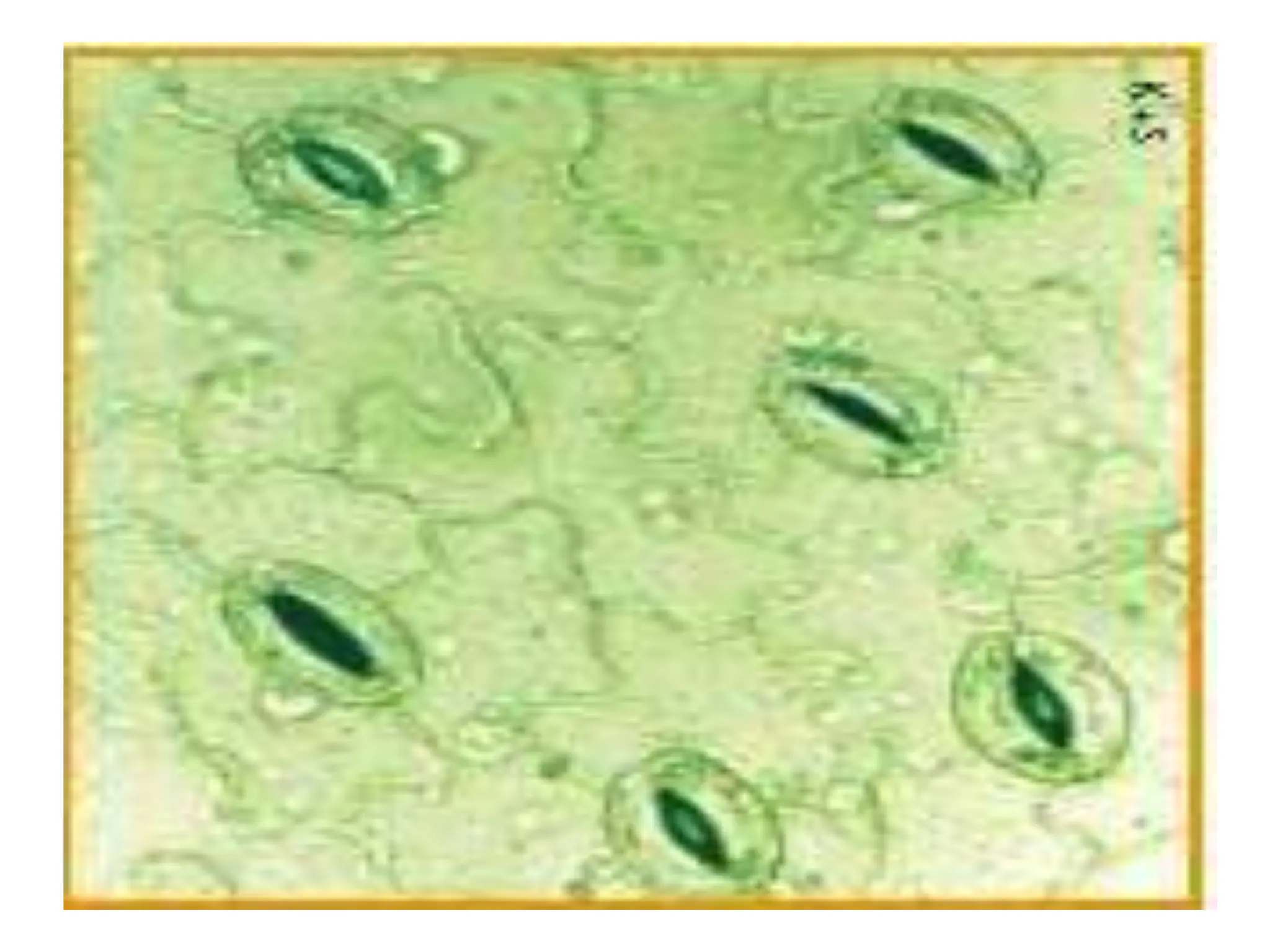 chapter1 bio class 10 ppt for bio .pptx