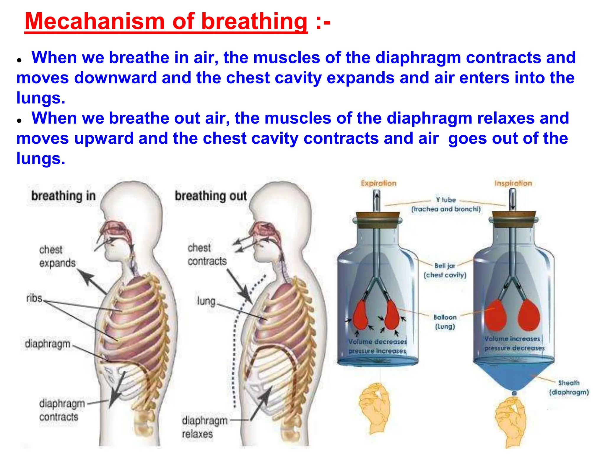 chapter1 bio class 10 ppt for bio .pptx
