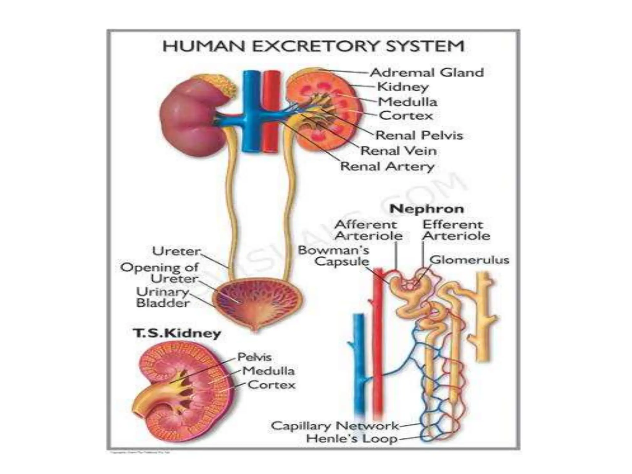 chapter1 bio class 10 ppt for bio .pptx