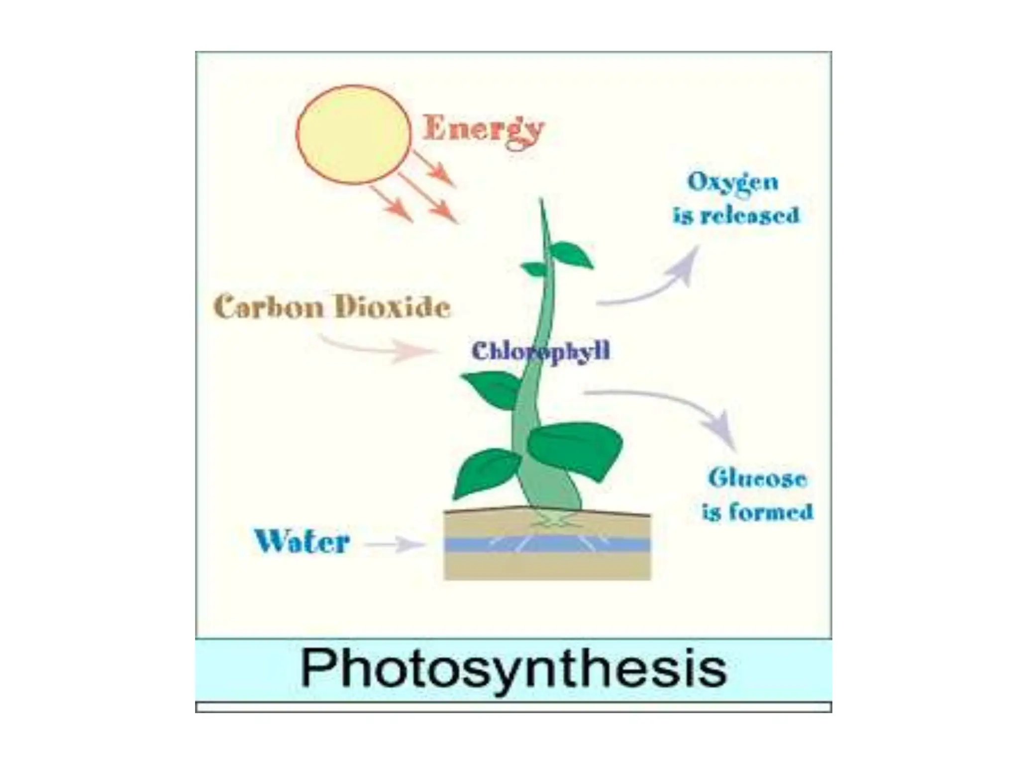 chapter1 bio class 10 ppt for bio .pptx