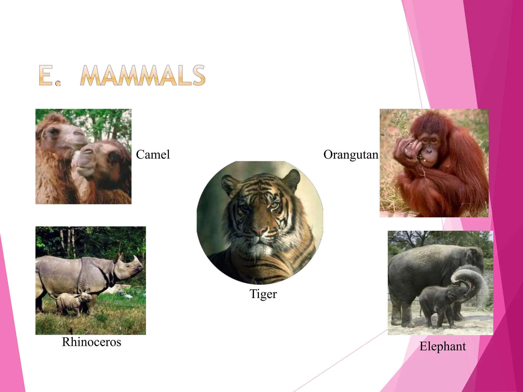 CHAPTER 1 BIODIVERSITY SCIENCE DLP FORM 2.pptx